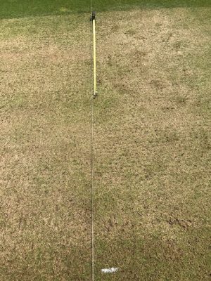 How to Mark out a Cricket Pitch In 9 Steps | Turfcareblog