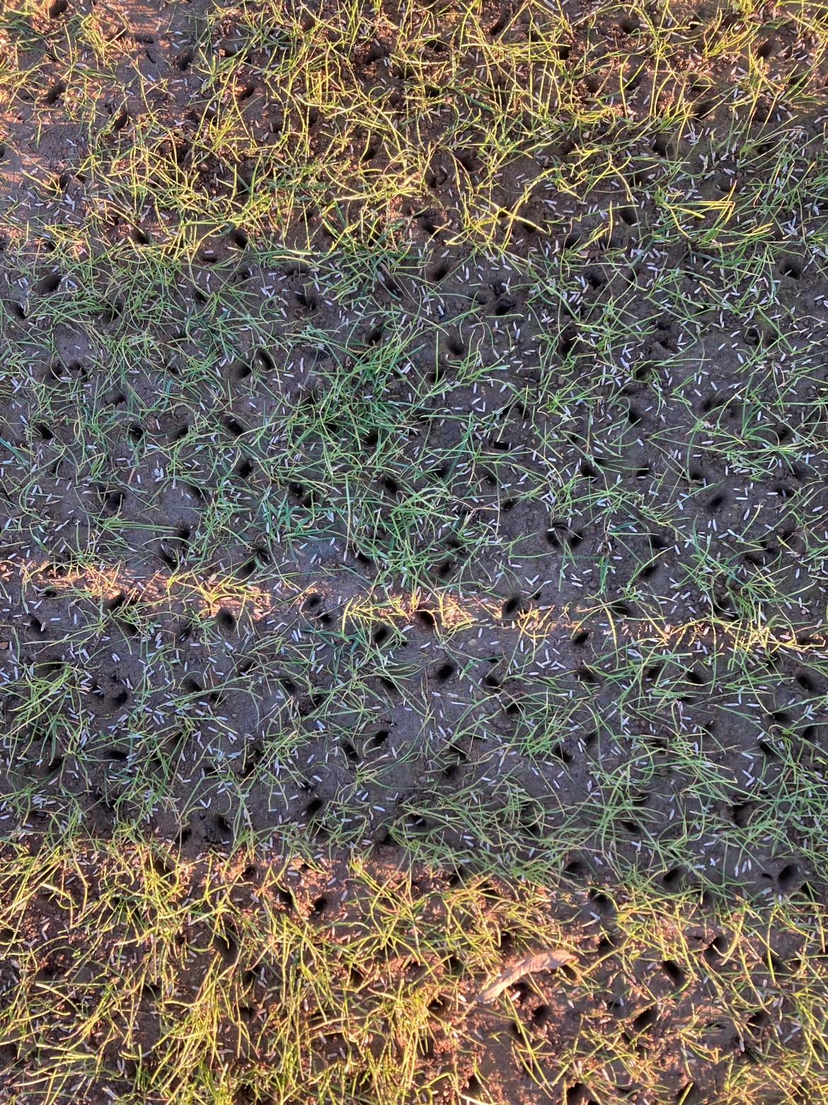 How and When to Overseed a Sports Pitch | TurfCareBlog