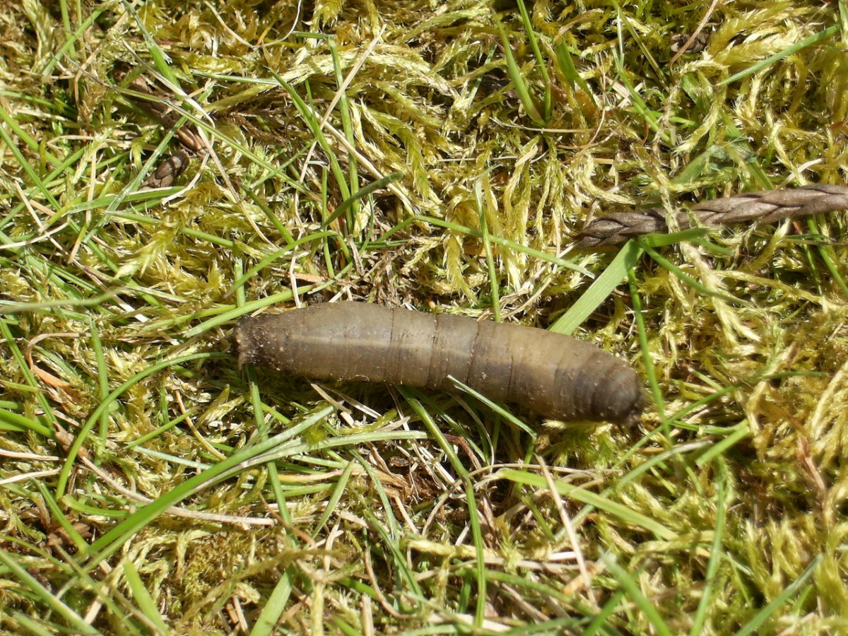 How to Pre-Germinate Grass Seed in 4 Steps | Turfcareblog