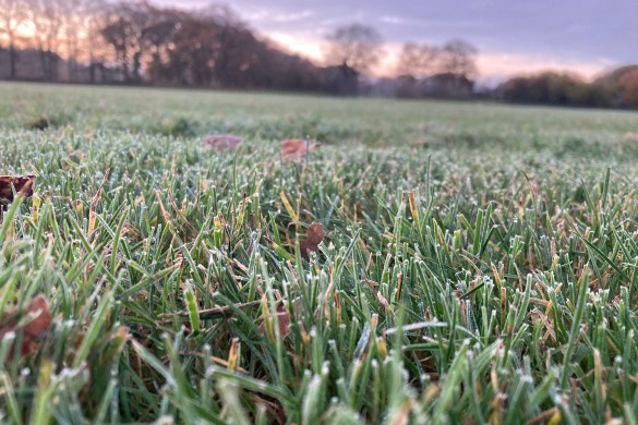 How to Pre-Germinate Grass Seed in 4 Steps | Turfcareblog