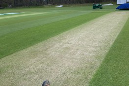 How to Pre-Germinate Grass Seed in 4 Steps | Turfcareblog