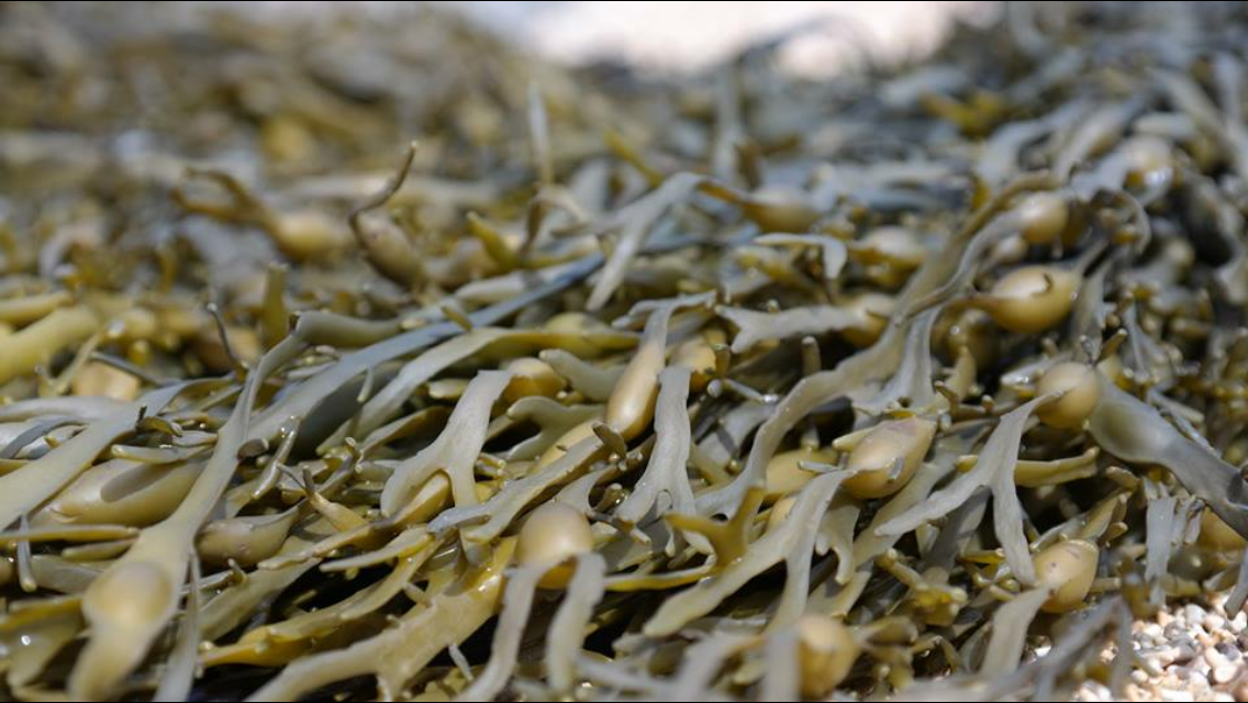 Guide to Buying Sea Nymph Seaweed | TurfCareBlog